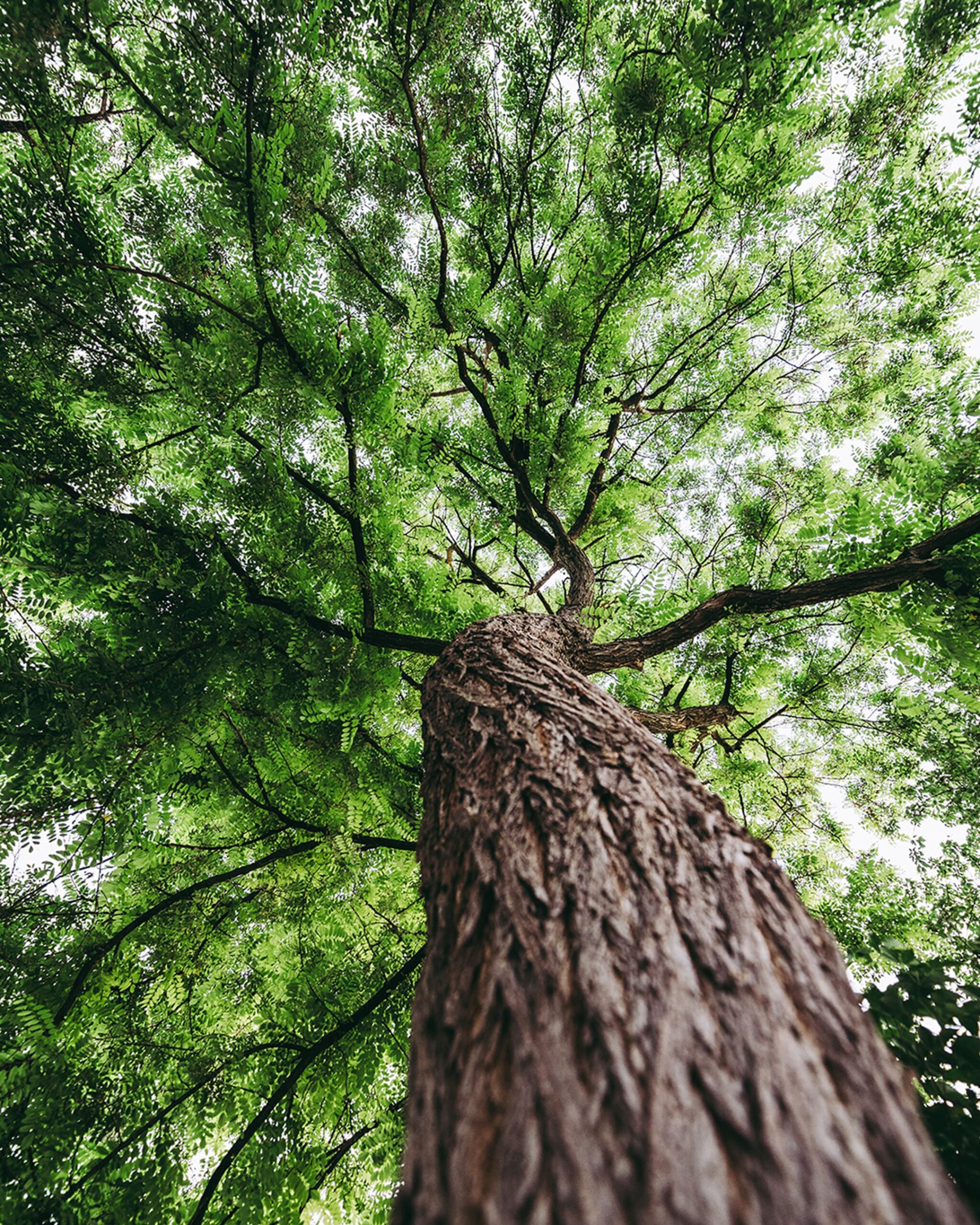 What's With All the Trees in the Bible? | Reclaim Today